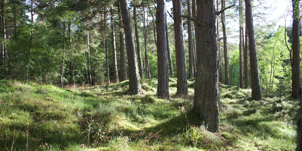 About | Our Perth Trees