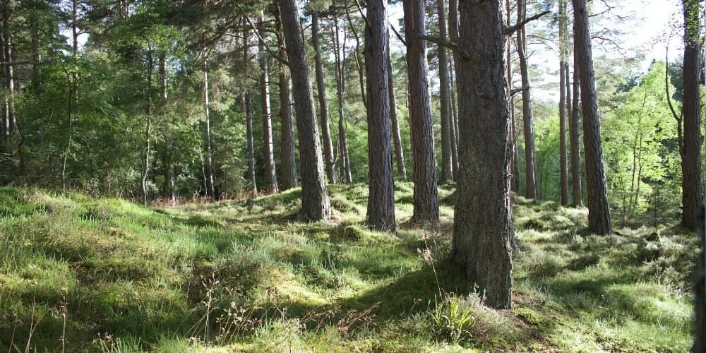 Reviews | James' Tree Service